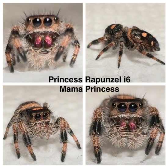 Princess Rapunzel I6 Jumping Spider by Rae's Jumpers & T’s