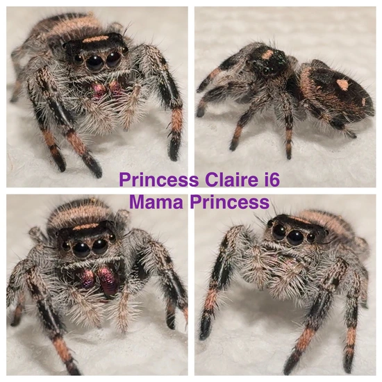 Princess Claire I6 Jumping Spider by Rae's Jumpers & T’s