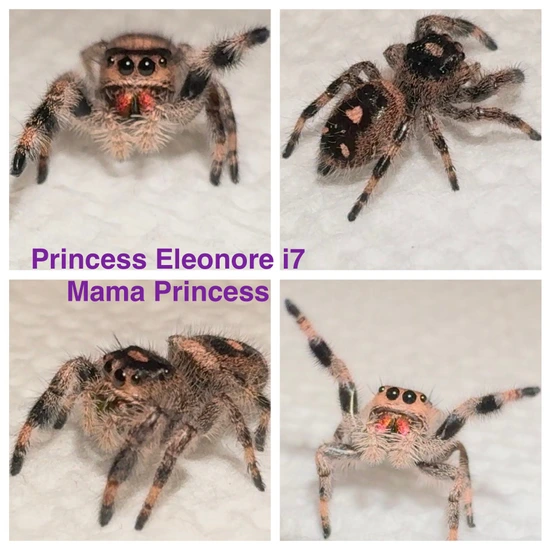 Princess Eleonore I7 Jumping Spider by Rae's Jumpers & T’s