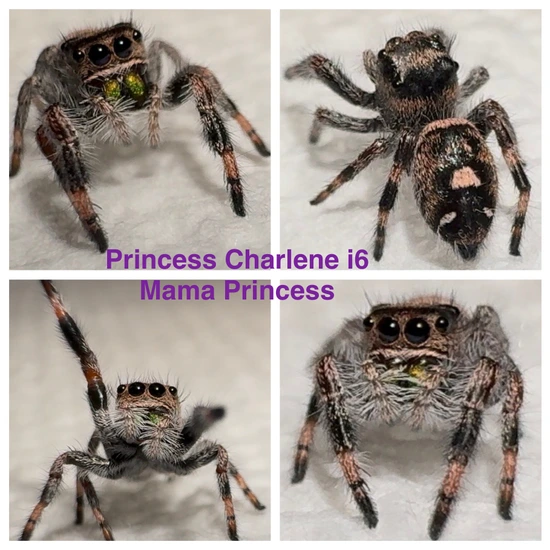 Princess Charlene I6 Jumping Spider by Rae's Jumpers & T’s