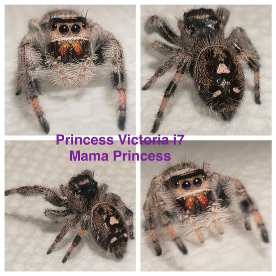 Princess Victoria I7 Jumping Spider by Rae's Jumpers & T’s