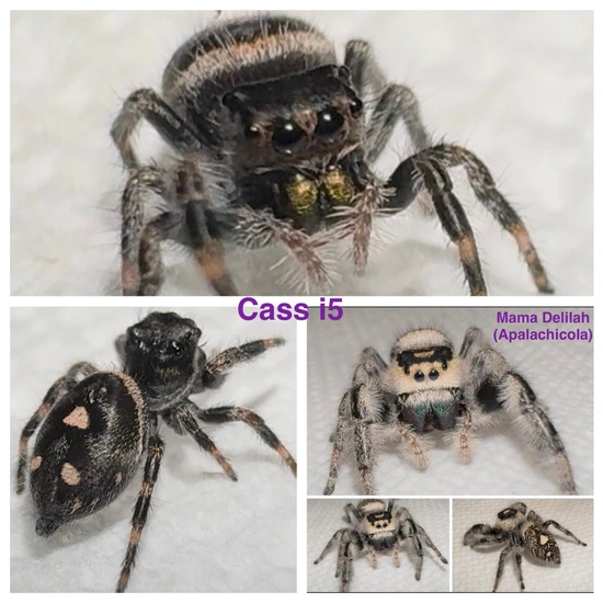 Cass I5 Jumping Spider by Rae's Jumpers