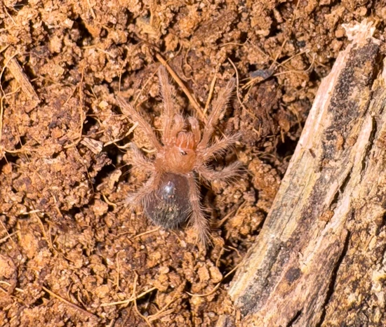 Chaco Golden Knee (Grammostola Pulchripes) 1/2” Tarantula by Rae's ...