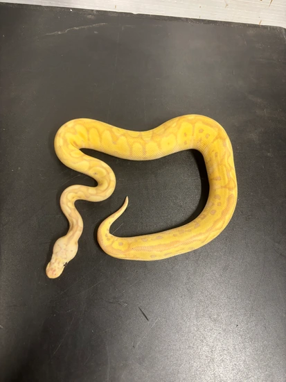 Banana Pastel Calico YB Clown Ball Python by Meta Morphs