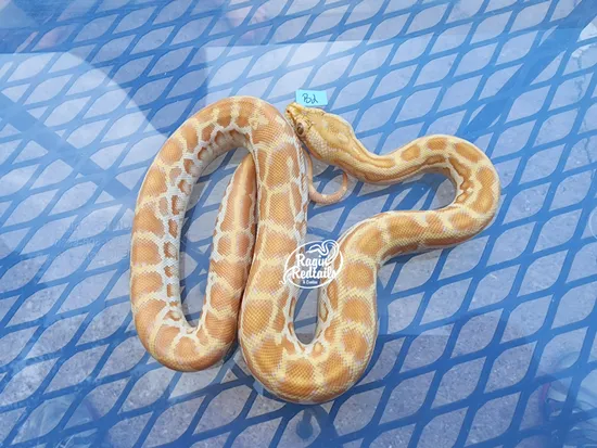 Pearl 100% Het Labyrinth 50% Granite Burmese Python by Ragin' Redtails ...