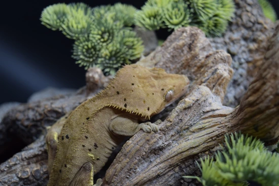 Yellow Dalmation Crested Gecko by Ragin' Reptiles Supply LLC