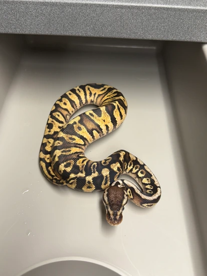*PET ONLY* Inferno Ball Python by Ragin' Reptiles Supply LLC
