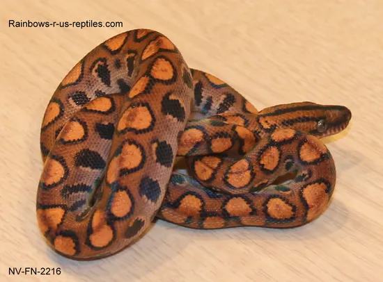 Calico Offspring Brazilian Rainbow Boa by Rainbows-r-us-reptiles