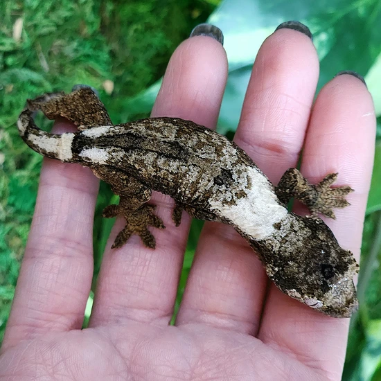 WHITE COLLAR PI Partial Back Stripe Chahoua Gecko by Rainy Day Geckos