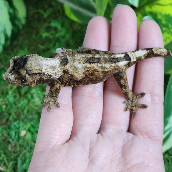 Pine Island White Collar Baby Chahoua Gecko by Rainy Day Geckos