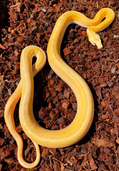 Platinum Phantom Purple Motley Reticulated Python by MKT Reptiles & Rattery