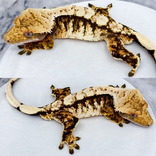 Extreme Tricolor Snowflake Crested Gecko by Crestie Spectrum