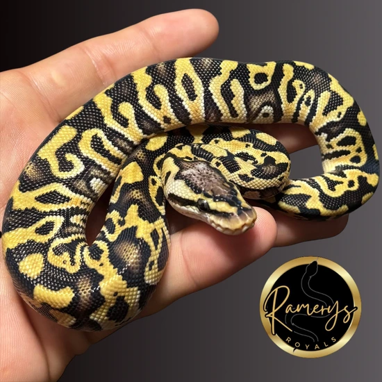 Hurricane Acid Pastel Crypton Ball Python by Ramerys Royals / Mommy ...