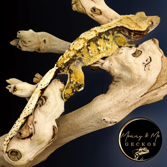 TRI-Color Extreme Harley RTB Snow Flaking Crested Gecko by Ramerys ...