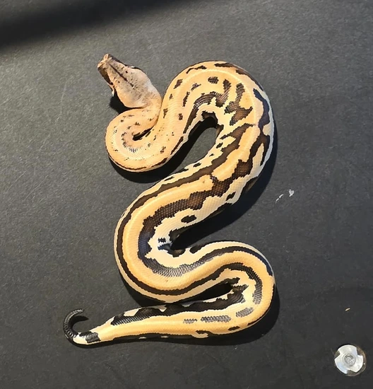 Goldeneye Blood Blood Python by TRW Exotics