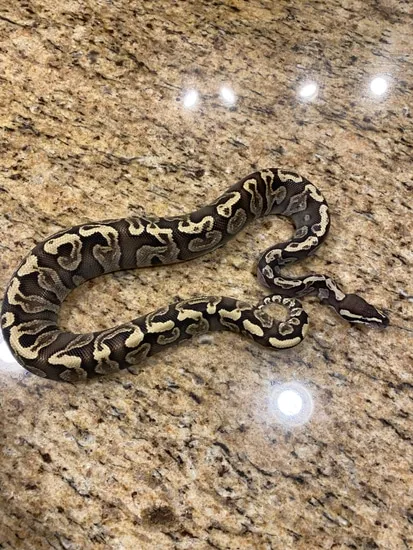 Ghi Phantom Ball Python by Combat Creations