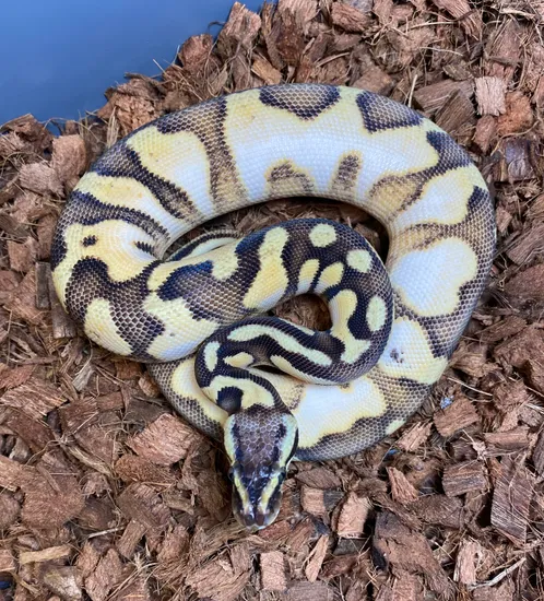 Pastel Enchi Sugar Ball Python by Combat Creations