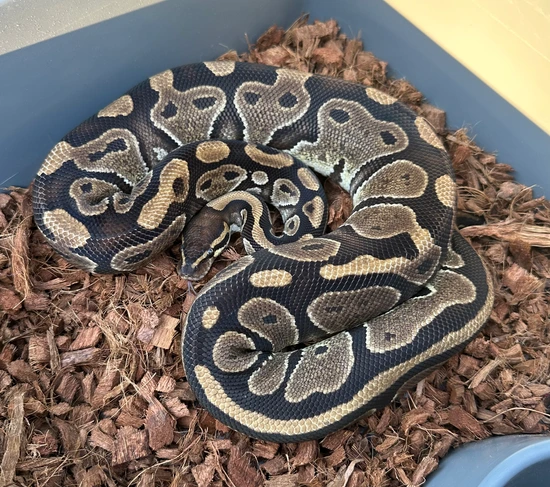 Proven Het Dreamsicle Ball Python by Combat Creations