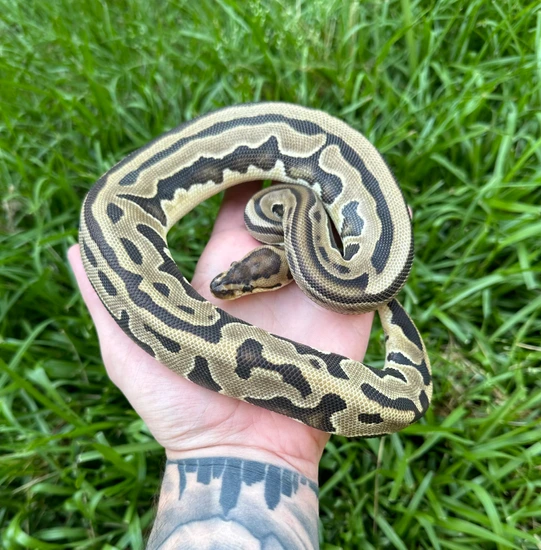 Leopard Puzzle Ball Python by Combat Creations