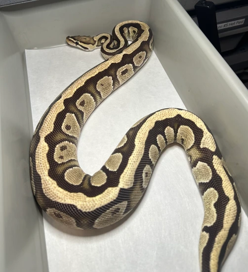 Fire Splatter Het Migraine Ball Python by Combat Creations