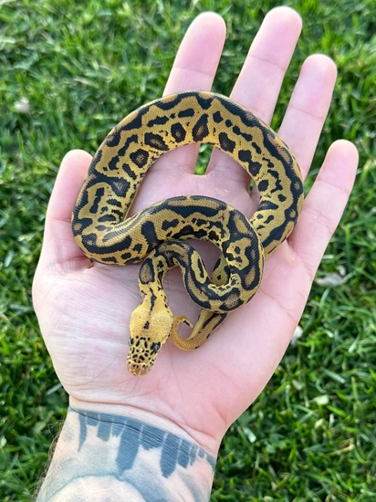 Pastel Leopard Acid Clown Ball Python by Combat Creations