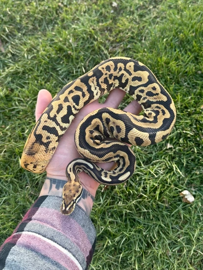 Black Pastel Acid Leopard SN Ball Python by Combat Creations