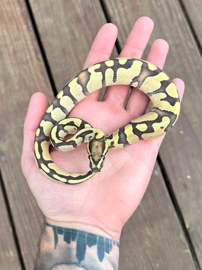 Fire Enchi DG Ball Python by Combat Creations