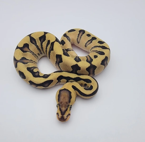 (Crypton Fire) Th Hypo Dg Clown Ball Python by 219 Reptiles