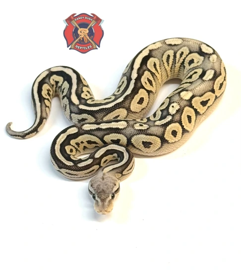 Pastel, Cinnamon, Desert Ghost Ball Python by Randy Bush Reptiles