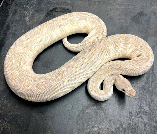 Pinstripe, Lesser, Axanthic, Clown Ball Python by Randy Bush Reptiles