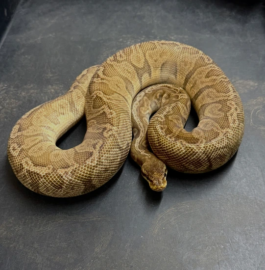 Pastel, Sunset Ball Python by Randy Bush Reptiles