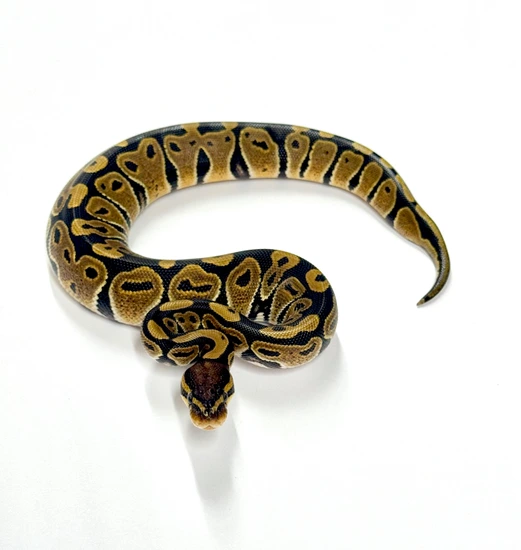 Normal Ball Python by Randy Bush Reptiles