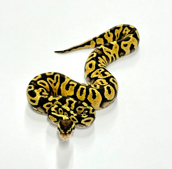 Pastel, YB, Het Puzzle, Het Sunset Ball Python by Randy Bush Reptiles
