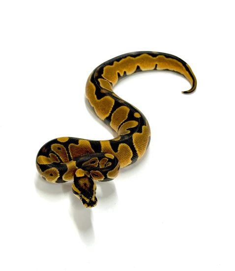 Enchi, Het Pied Ball Python by Randy Bush Reptiles