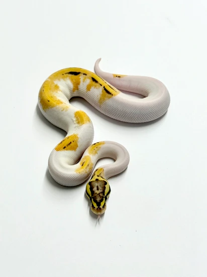 OD, Firefly, YB, Pied Ball Python by Randy Bush Reptiles