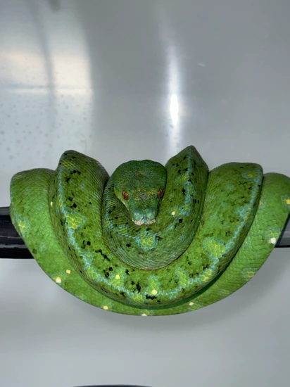 GG Bluemoon X Beautrix Green Tree Python by Randy’s pythons