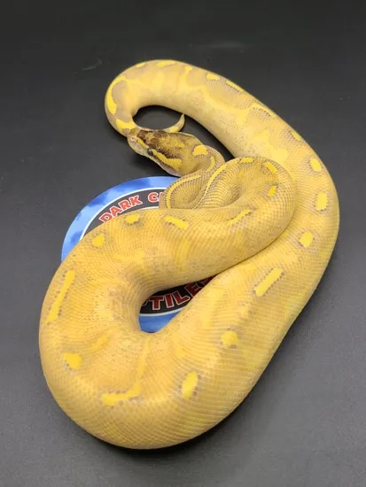 Enchi Highway Ball Python by Dark Cloud Reptiles