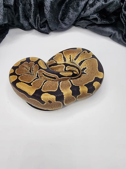 Het Puzzle Ball Python by Dark Cloud Reptiles
