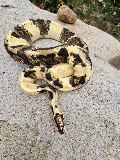 SP GHI Lesser Banana Spider Het Puzzle Ball Python by Dark Cloud Reptiles