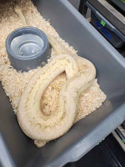SP Lesser Weirdo Puzzle Ball Python by Dark Cloud Reptiles