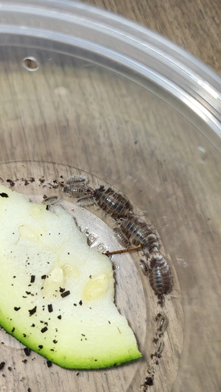 25+ Ct Milk Back Porcellio Laevis Isopod by Needmore Python Creations