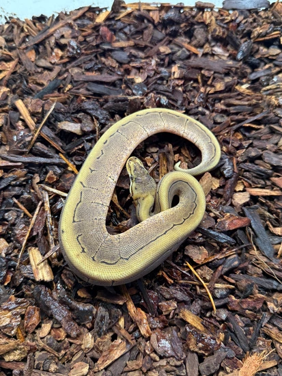 Spider Pinstripe Ball Python by Jurassic Scales