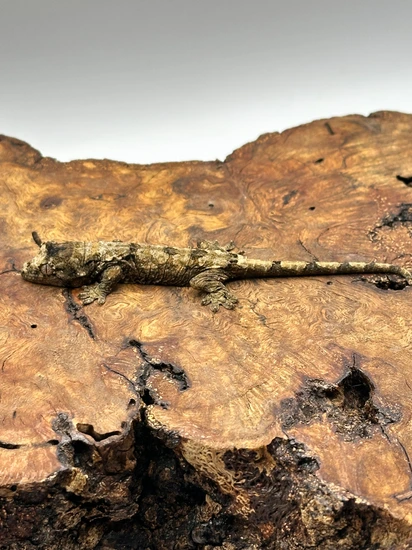 Landslide X Princess C2G1 Chahoua Gecko by Green Thumb Exotics