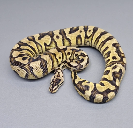 Pastel YB Crypton Ball Python by BPM Reptiles