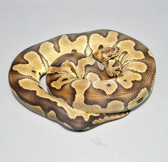 Vanilla Clown Het DG Ball Python by BPM Reptiles