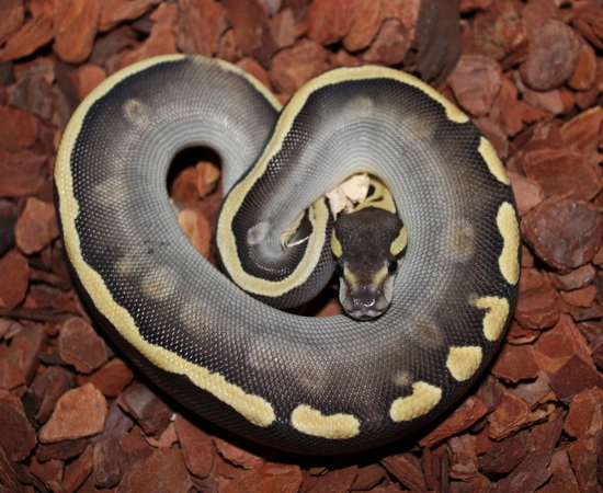 Ghi Mojave Het Puzzle Ph Hypo Ball Python by BPM Reptiles
