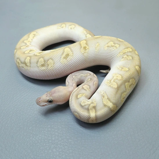 Butter GHI Nyala SN Sugar Clown Ball Python by BPM Reptiles