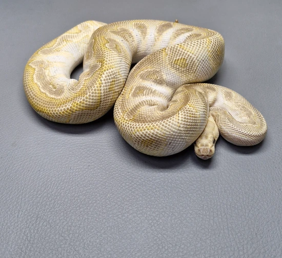 Butter GHI Clown Ball Python by BPM Reptiles