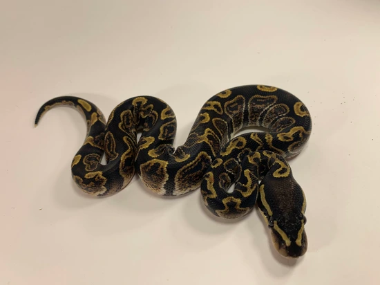GHI Ball Python by Raw Material Reptiles
