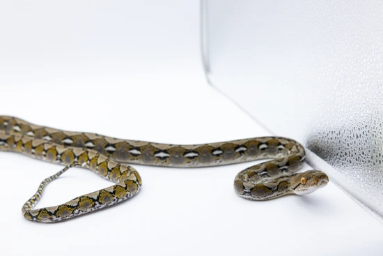 Dwarf Wild Type (25% Kalatoa 25% Jampea) Reticulated Python by RT Reptiles